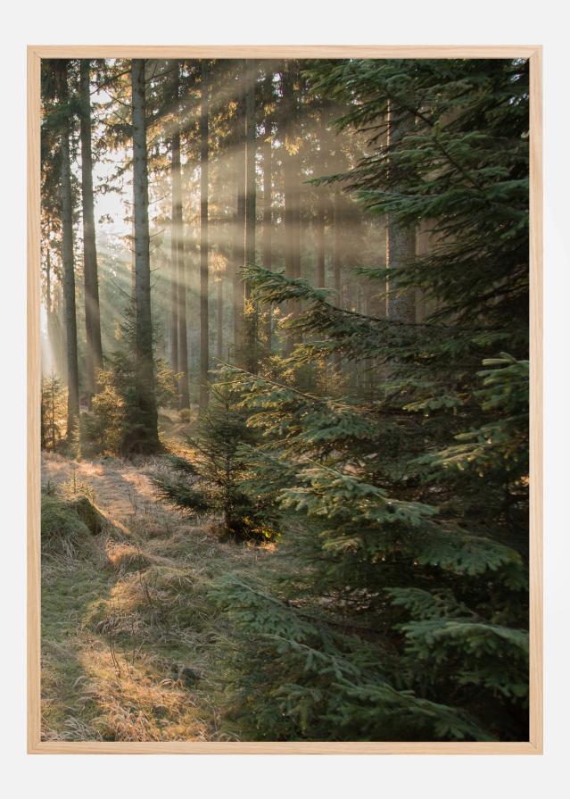 Plakater & Posters | Kjøp plakat online - BGA Fotobutikk